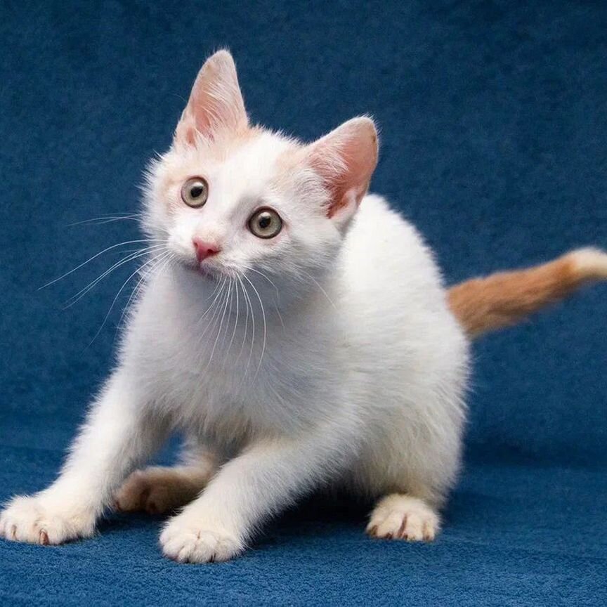 Милейший котенок в добрые руки