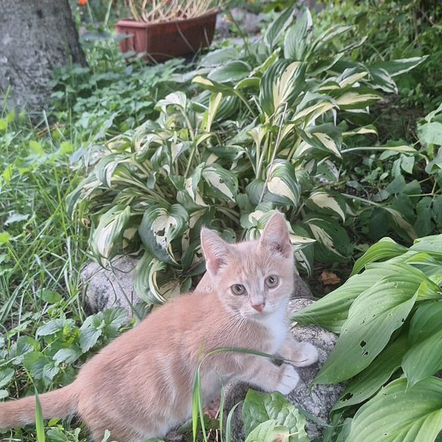 Котенок рыженький