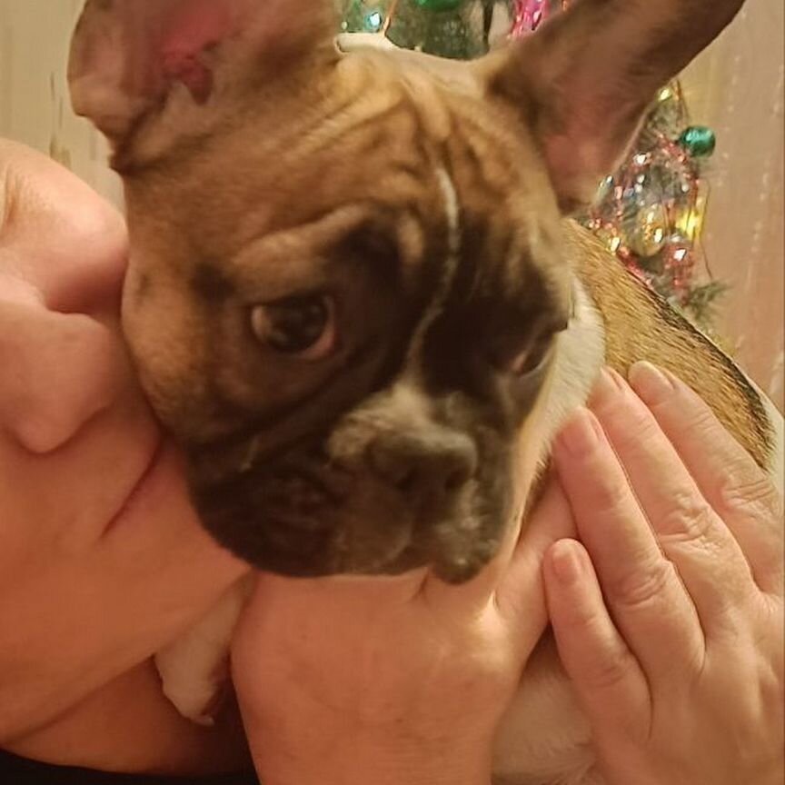 Французский бульдог