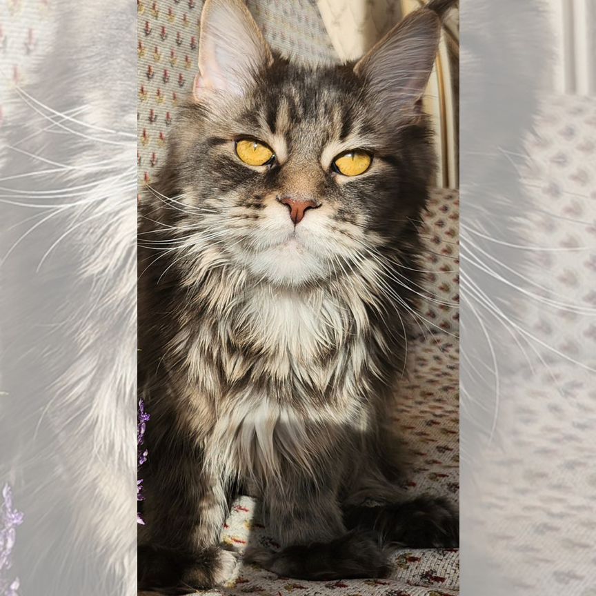 Мейн-кун котёнок