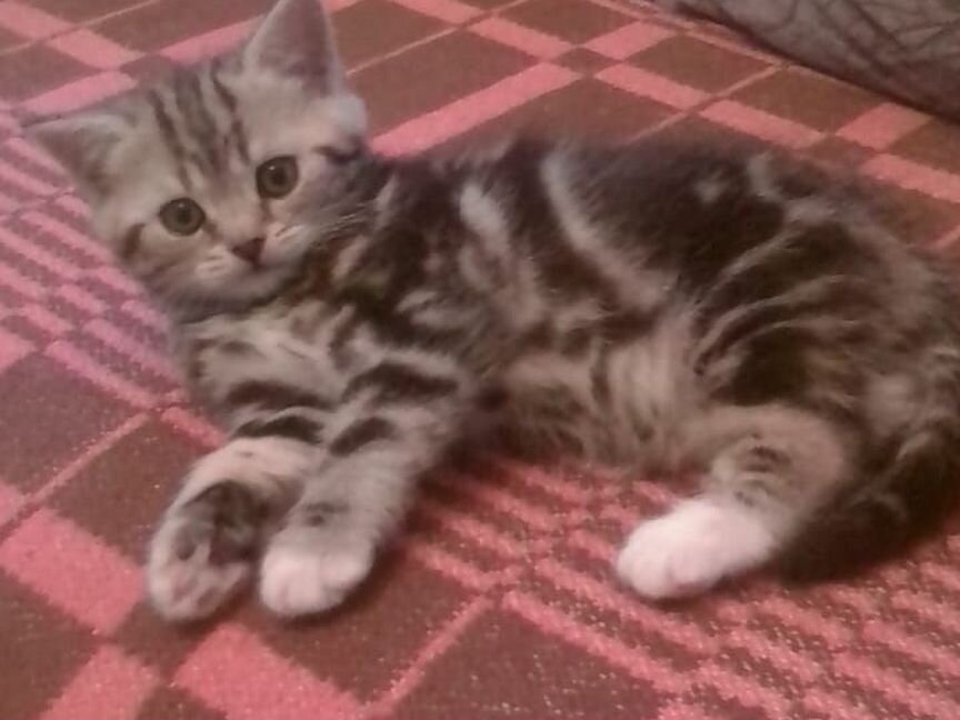 Кошки