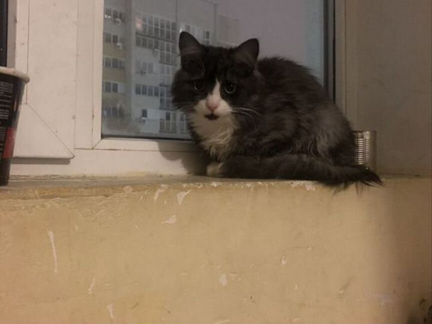 Спасите котёнка