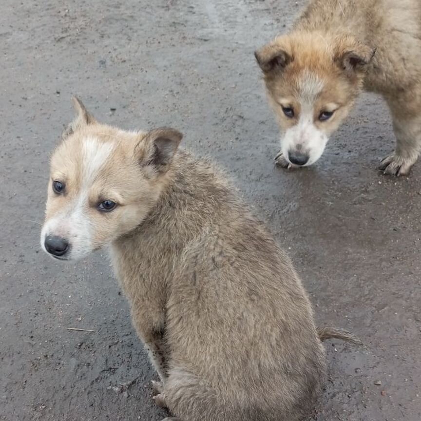 Щенок в добрые руки