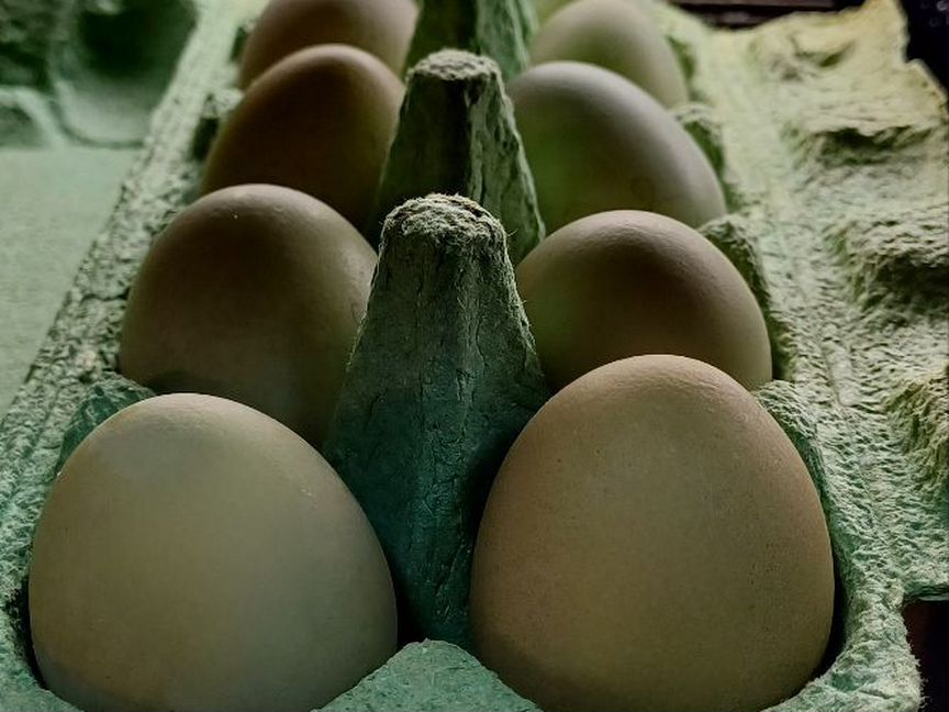 Инкубационное яйцо кур