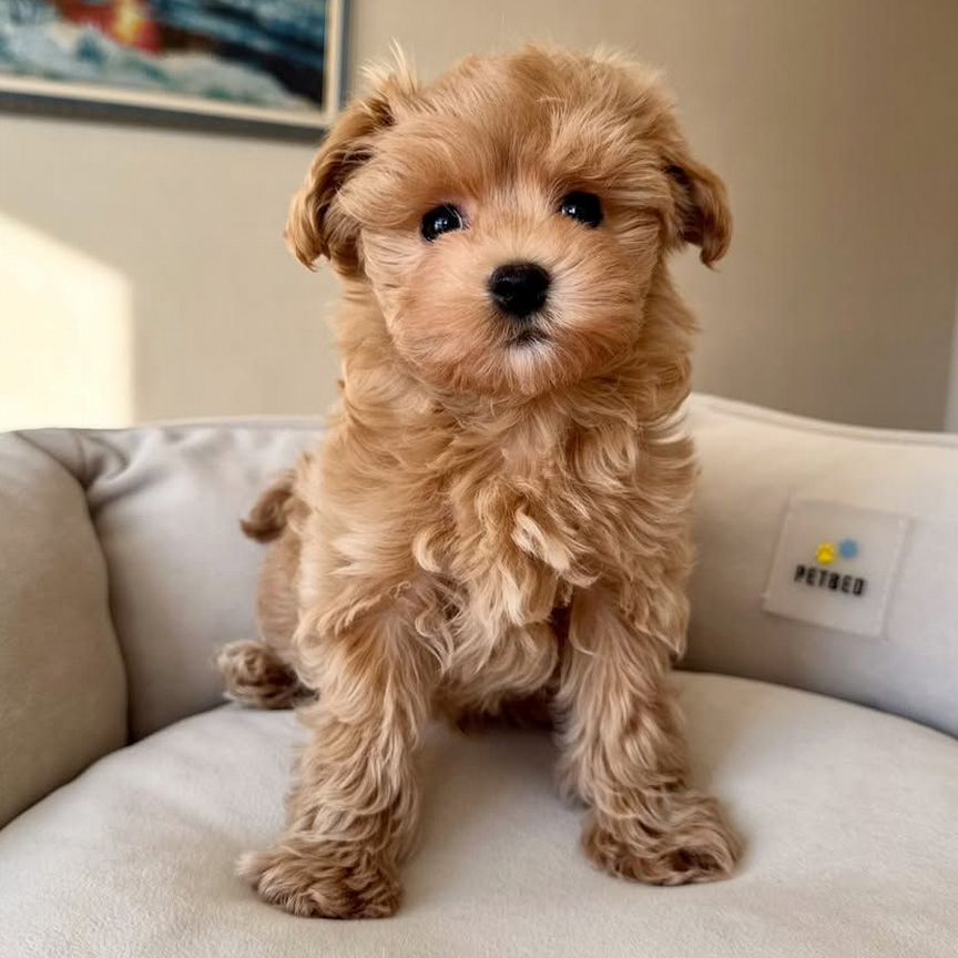 Мальтипу, щенок