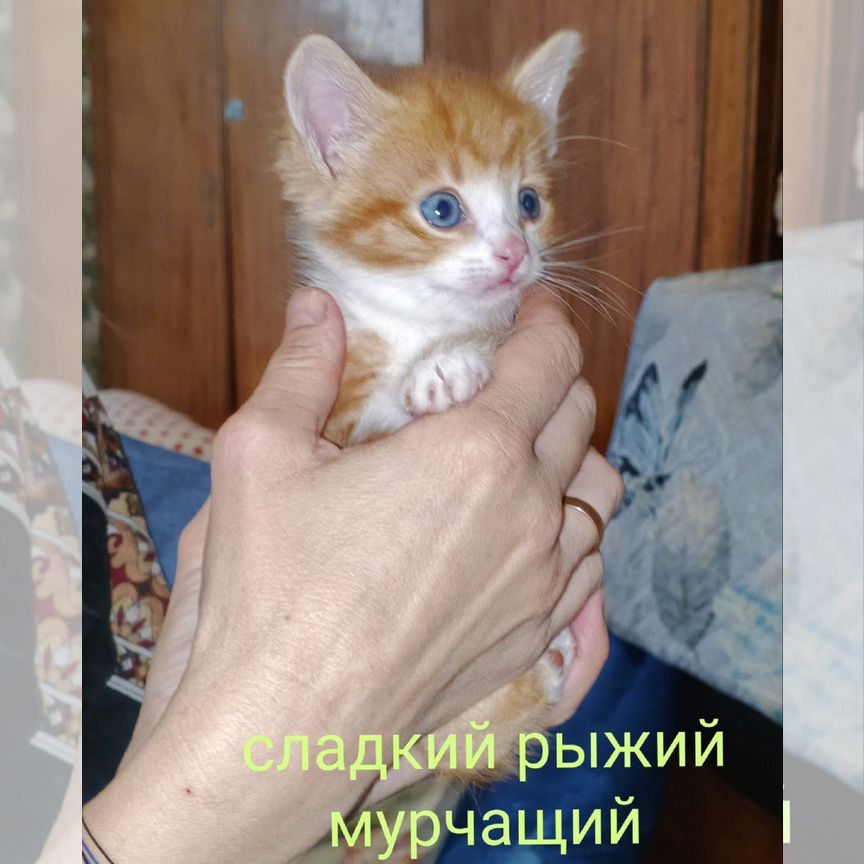 Котёнок в добрые руки