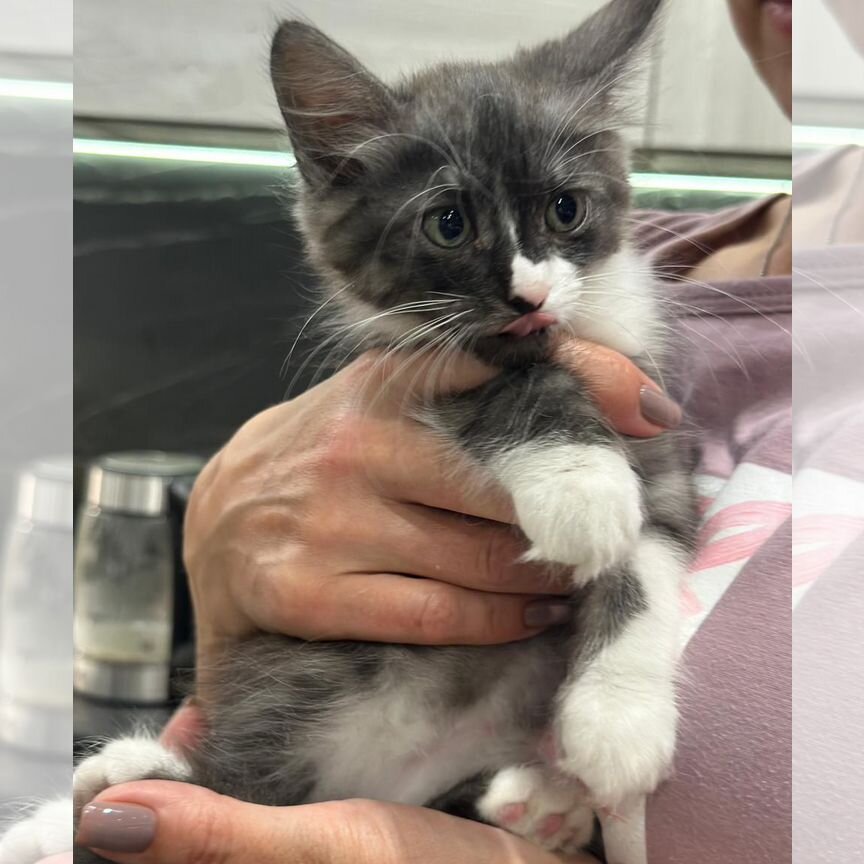 Котенок девочка в добрые руки бесплатно
