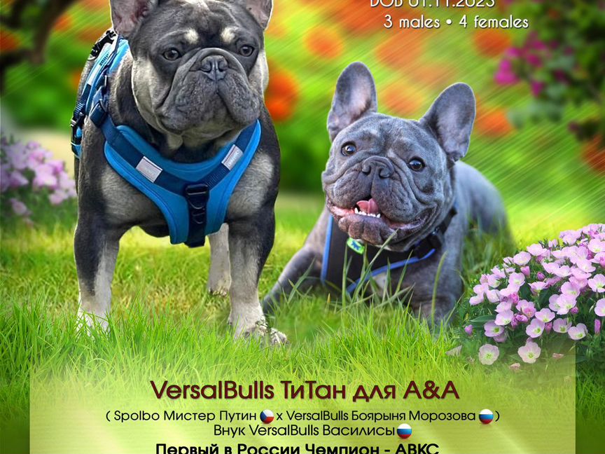 Щенки французского бульдога