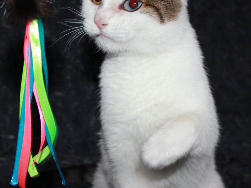 Кошка в дар бесплатно