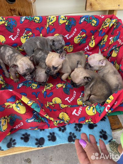 Французский бульдог бронь