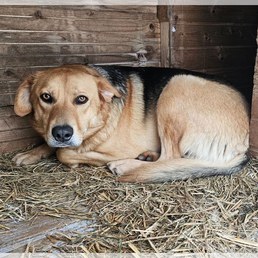 Хорошая собака в добрые руки