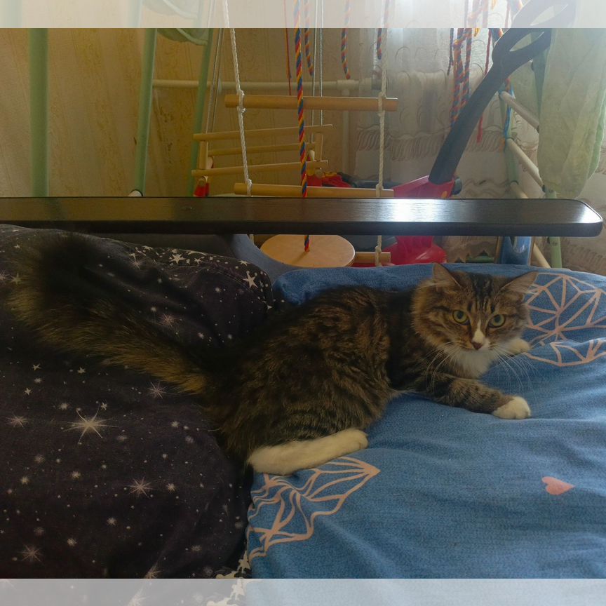 Сибирский котёнок