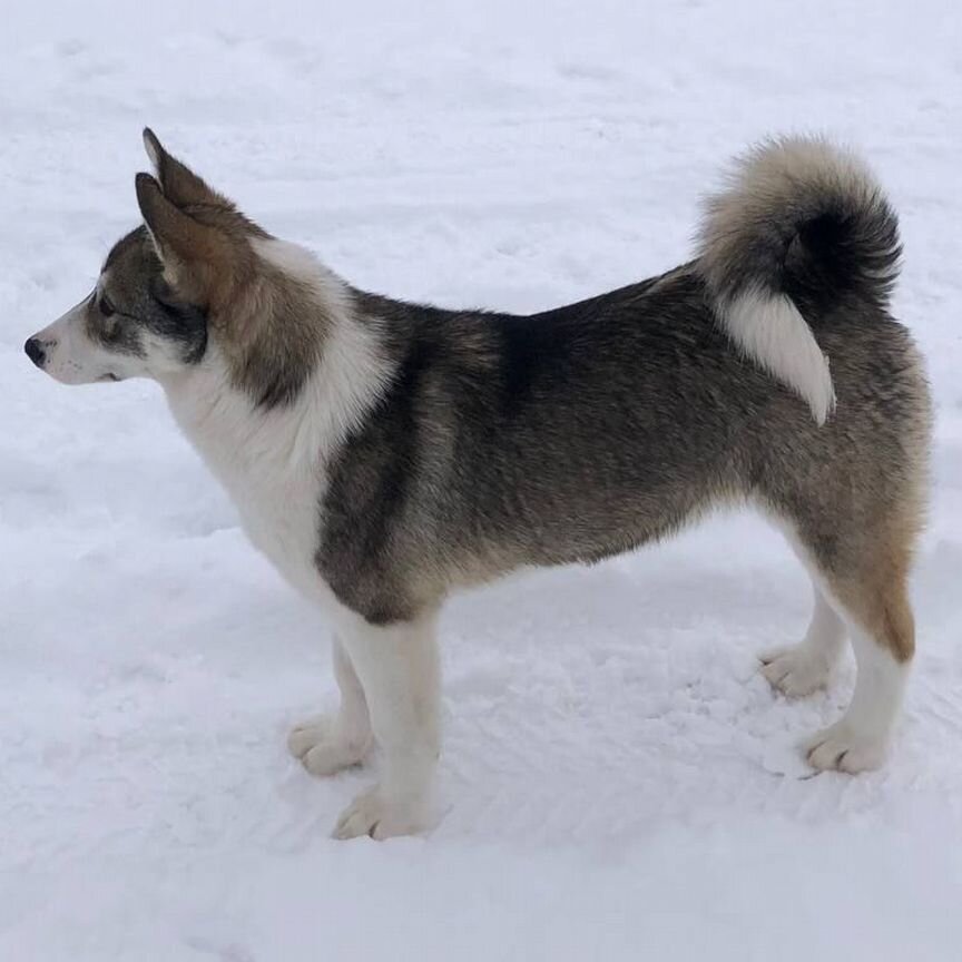 Западносибирская лайка, щенок
