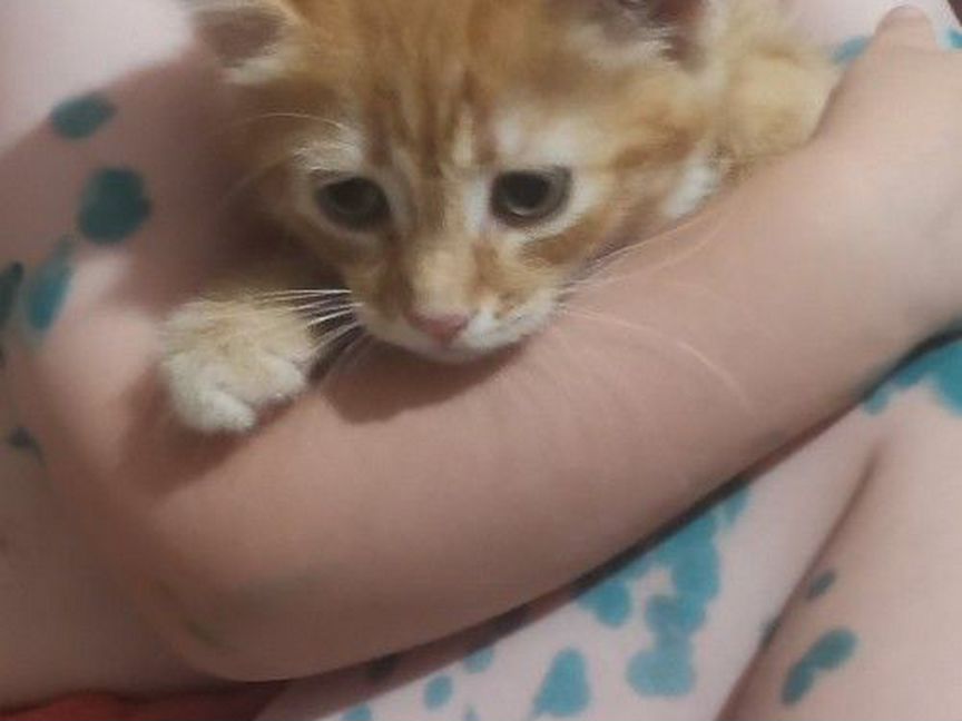 Рыжий котенок