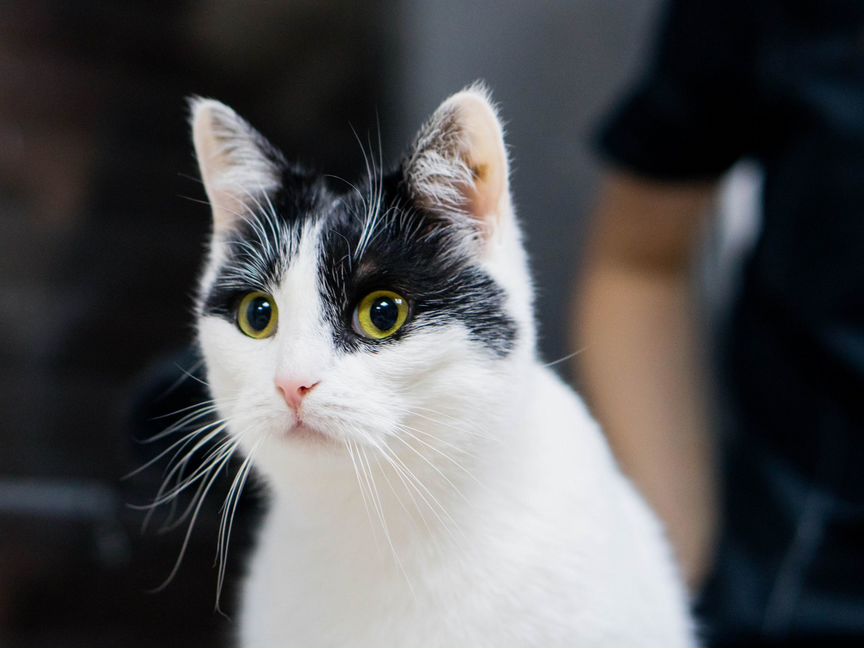 Игривая кошечка Кора в добрые руки