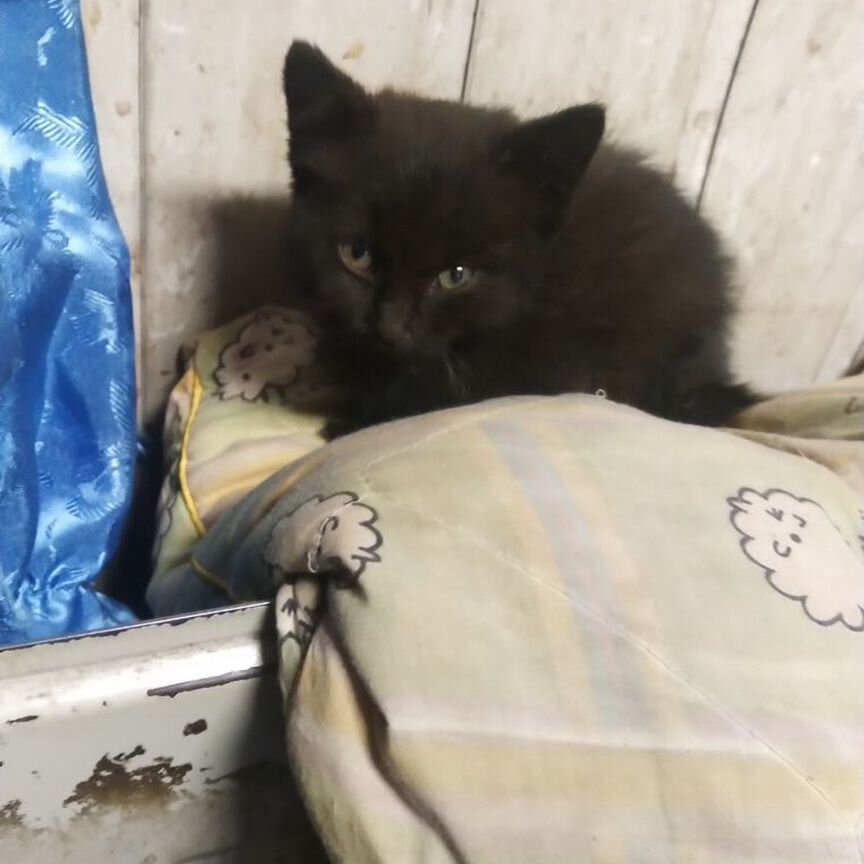 Котенок черный отдам