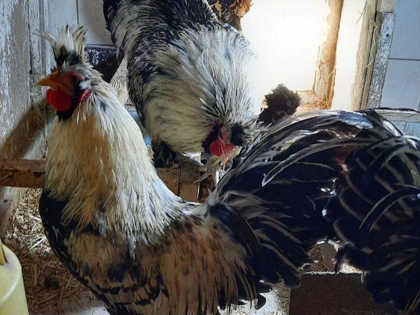 Семья курочки порода Павловские