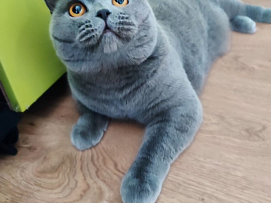 Британский кот