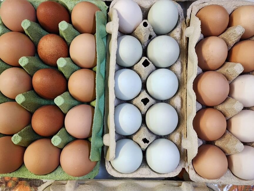 Домашние куриные яйца