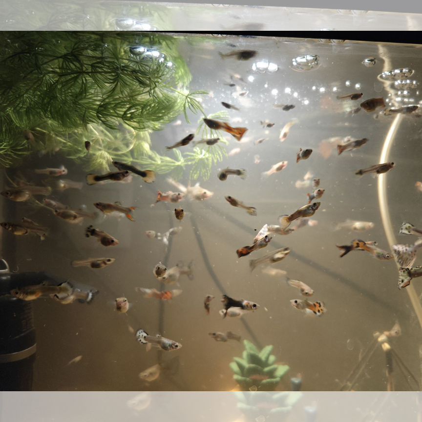 Рыбки гуппи