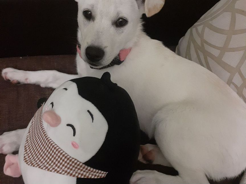 Щенок маленькой собаки