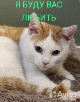 Котик васятка,рыжий,1 г, кастрир. привит. passport