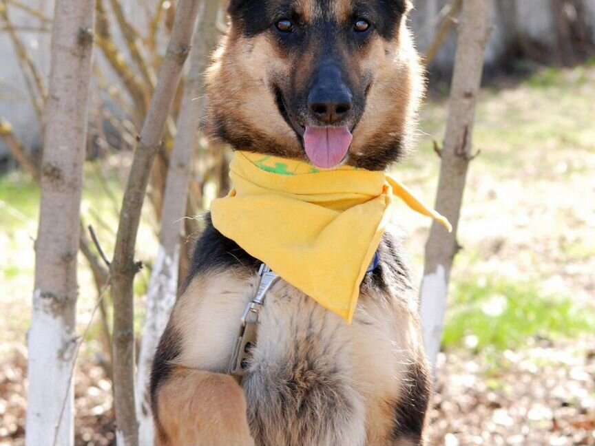 Молодая овчарка спасённая от живодера