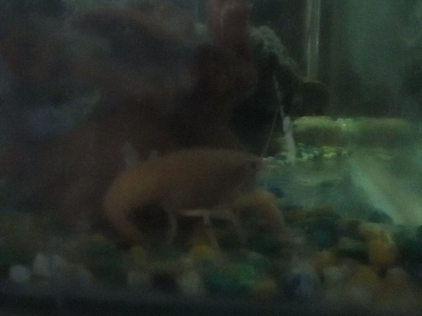 Живые раки декоративные