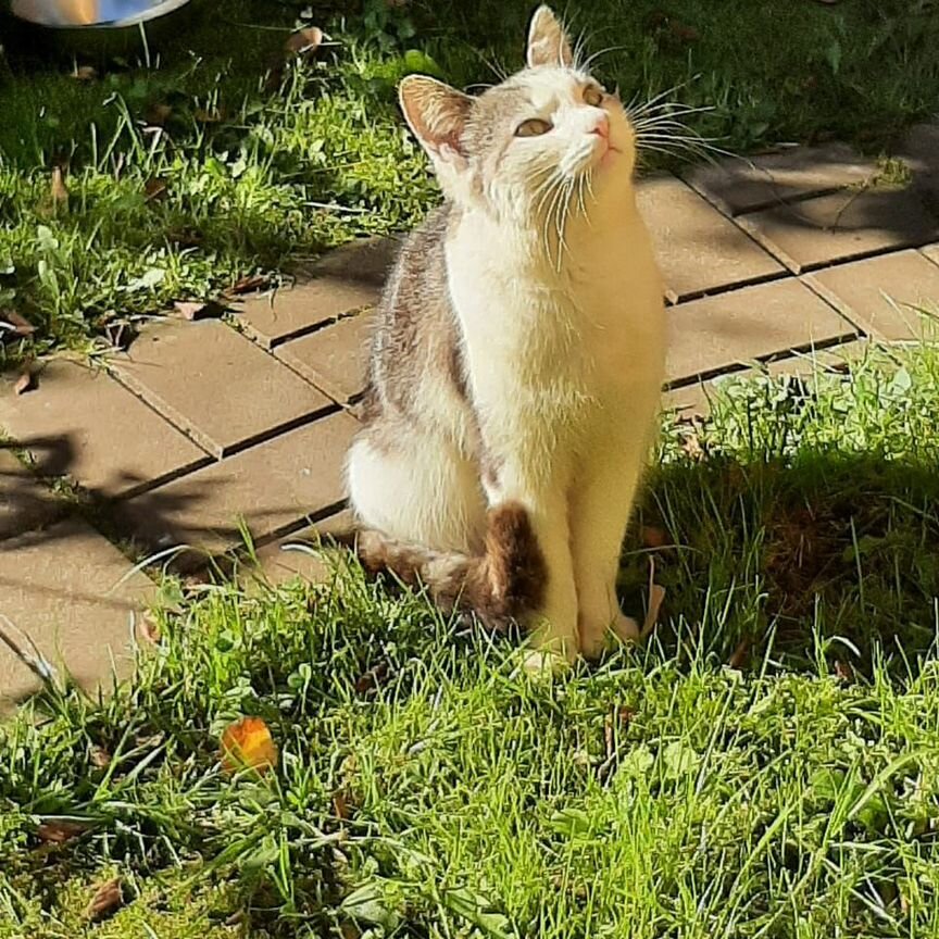Отдам кота в добрые руки