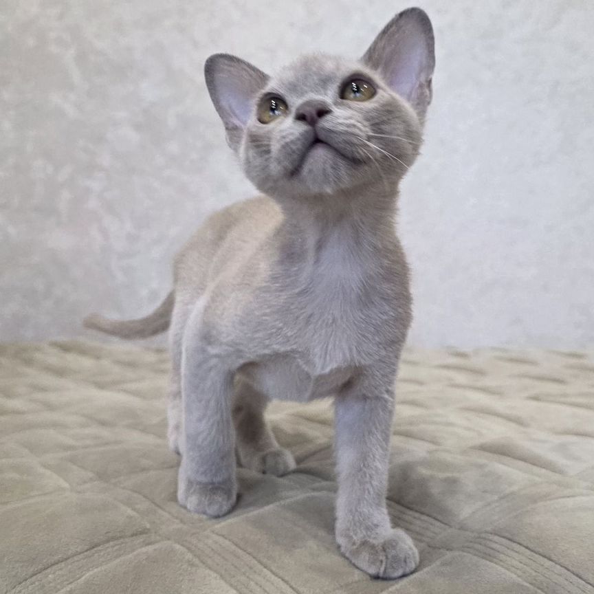 Европейский бурманский котёнок