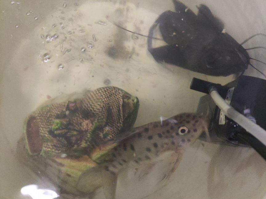 Сомы перевертыши