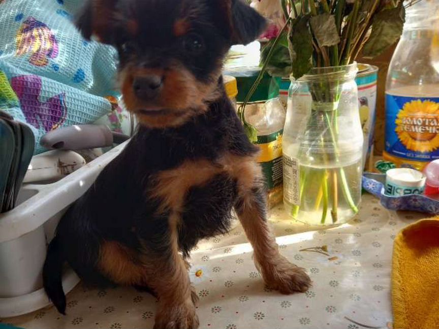 Йоркширский терьер щенки