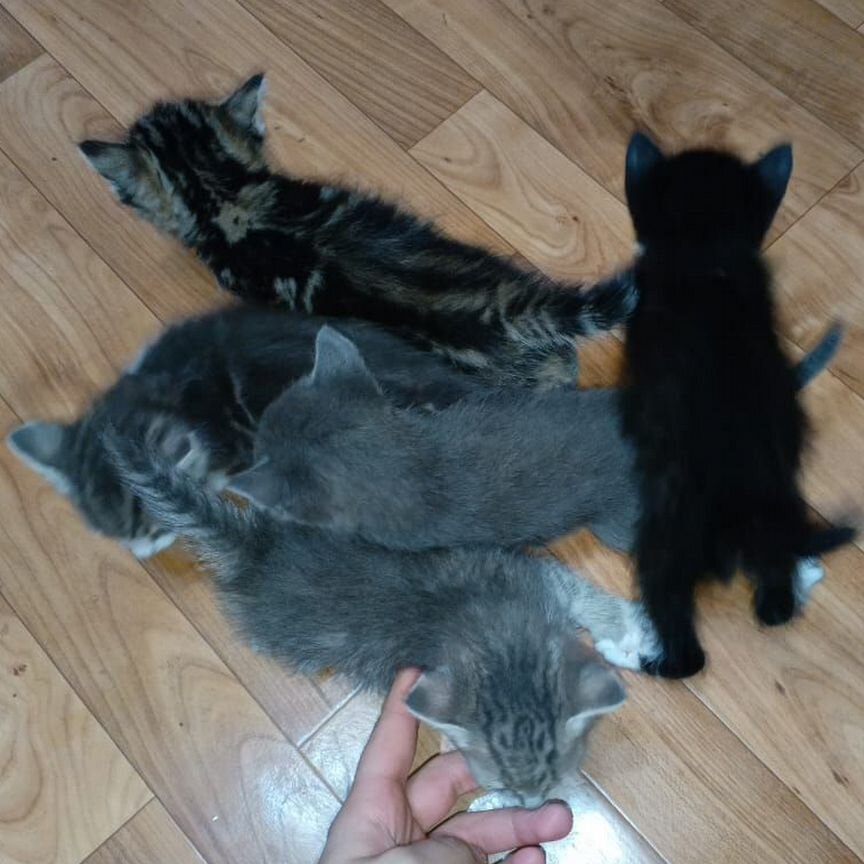 Котята 1 месяц и 4 дня