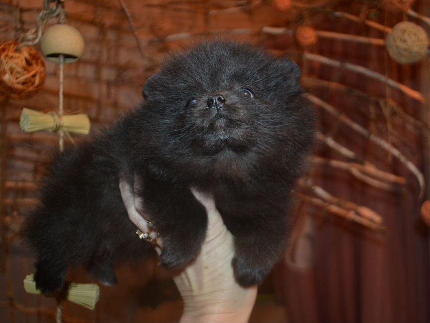 Девочка Ежевика