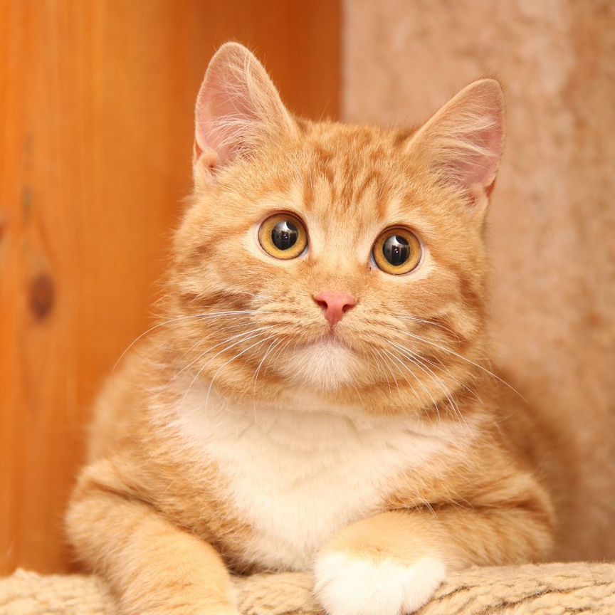 Рыжий котенок в добрые руки