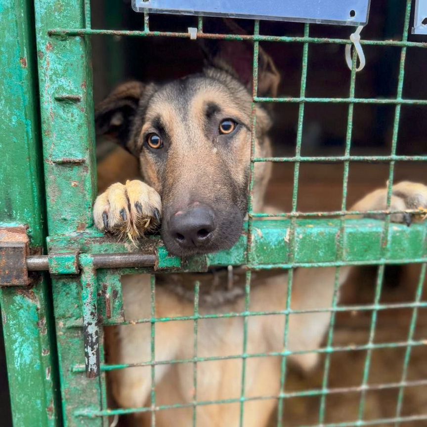 Щенок в добрые руки