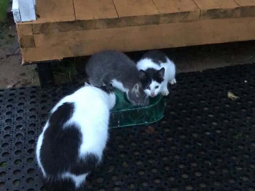 Котята в добрые руки