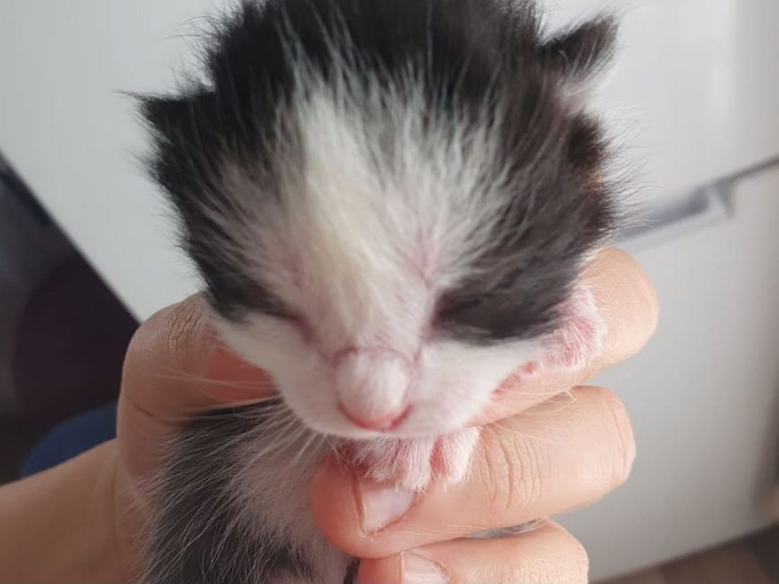 Кошка
