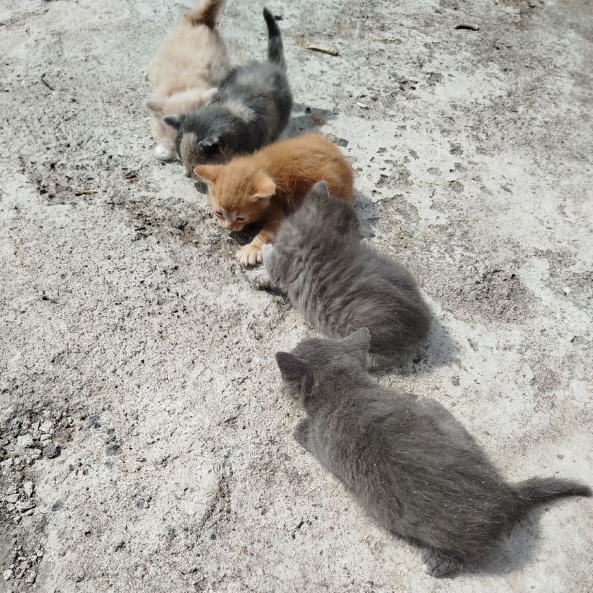 Котёнок в добрые руки