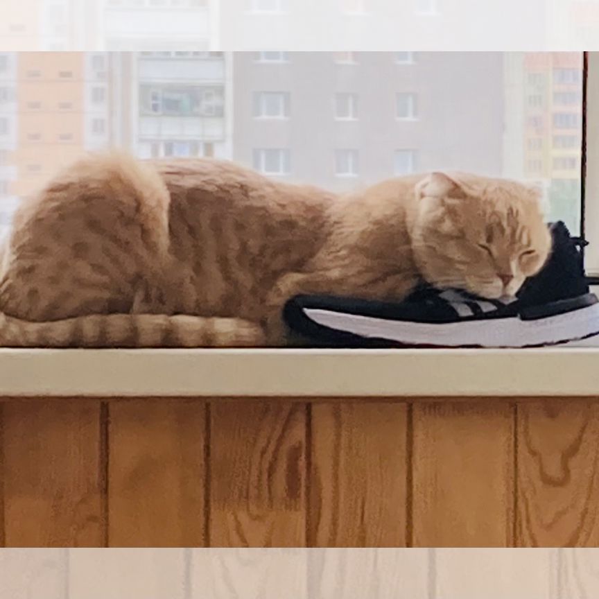 Британский короткошёрстный кот, взрослый