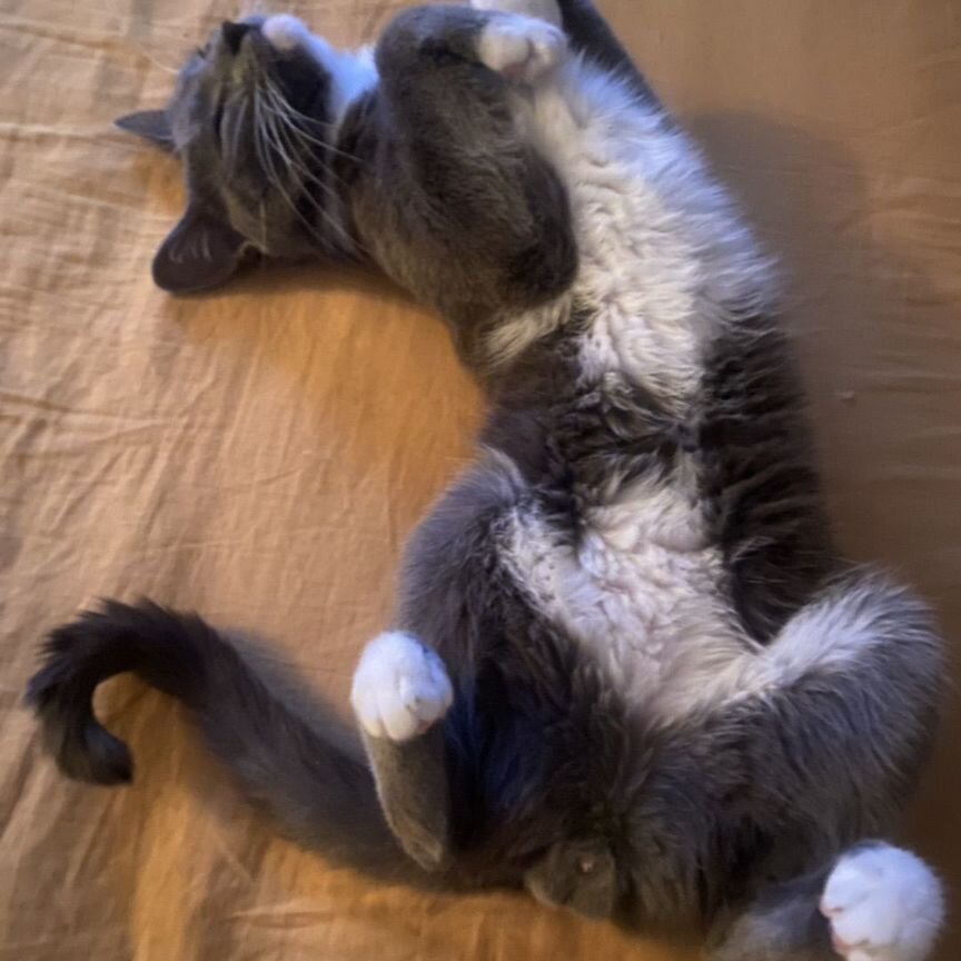 Котик пригласит в гости кошечку