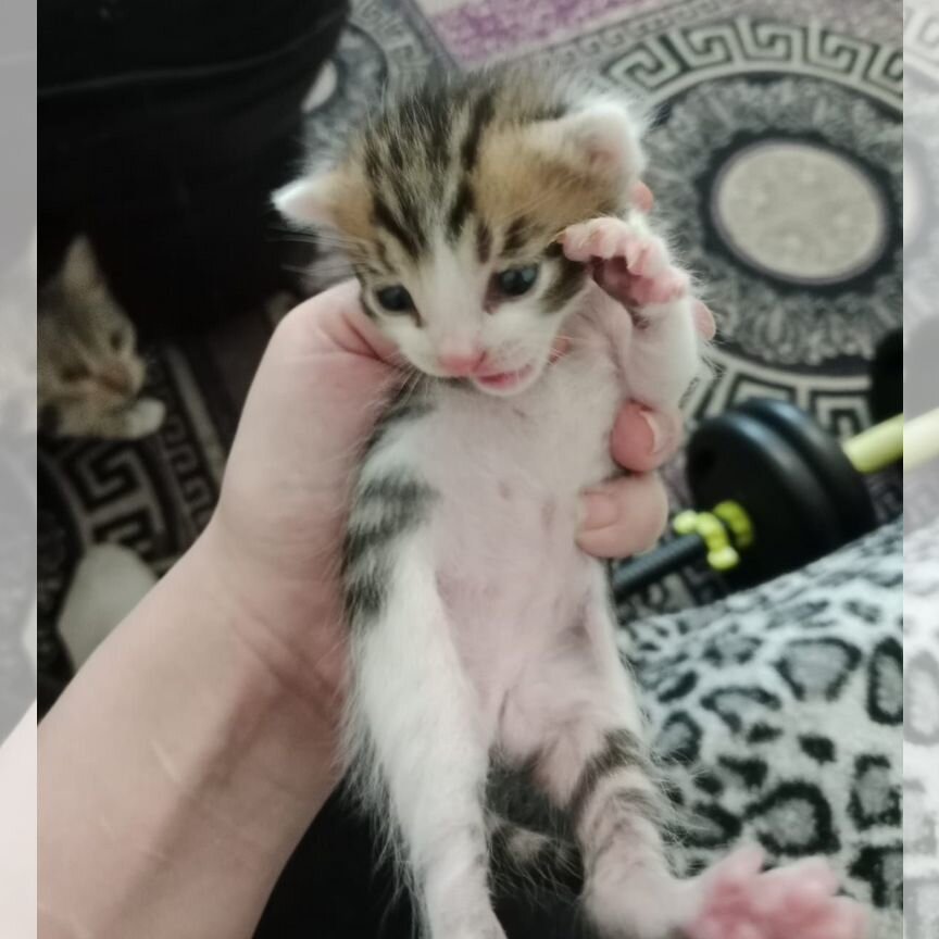 Котёнок в добрые руки