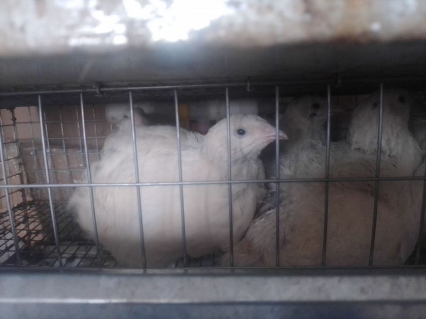 Перепела несушки