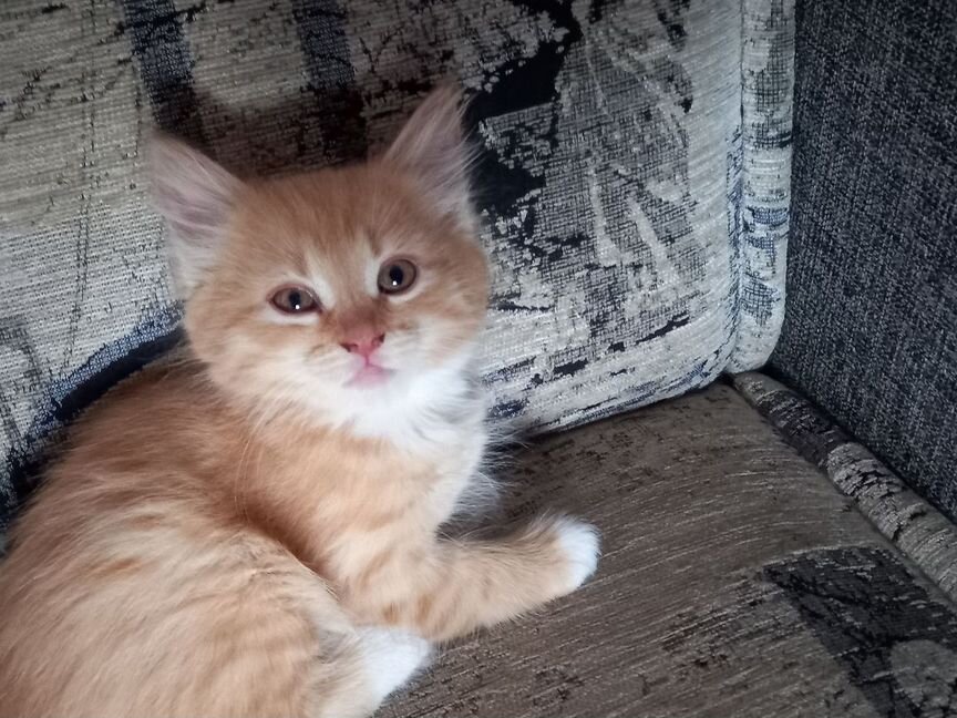 Котик в дар