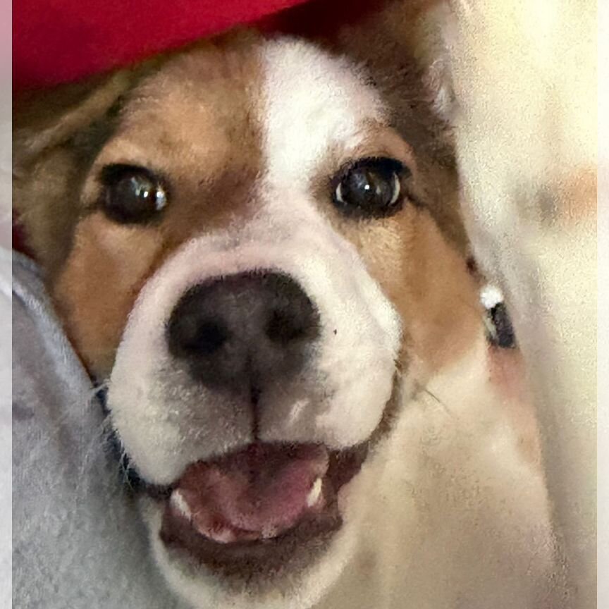 Американский стаффордширский терьер, щенок