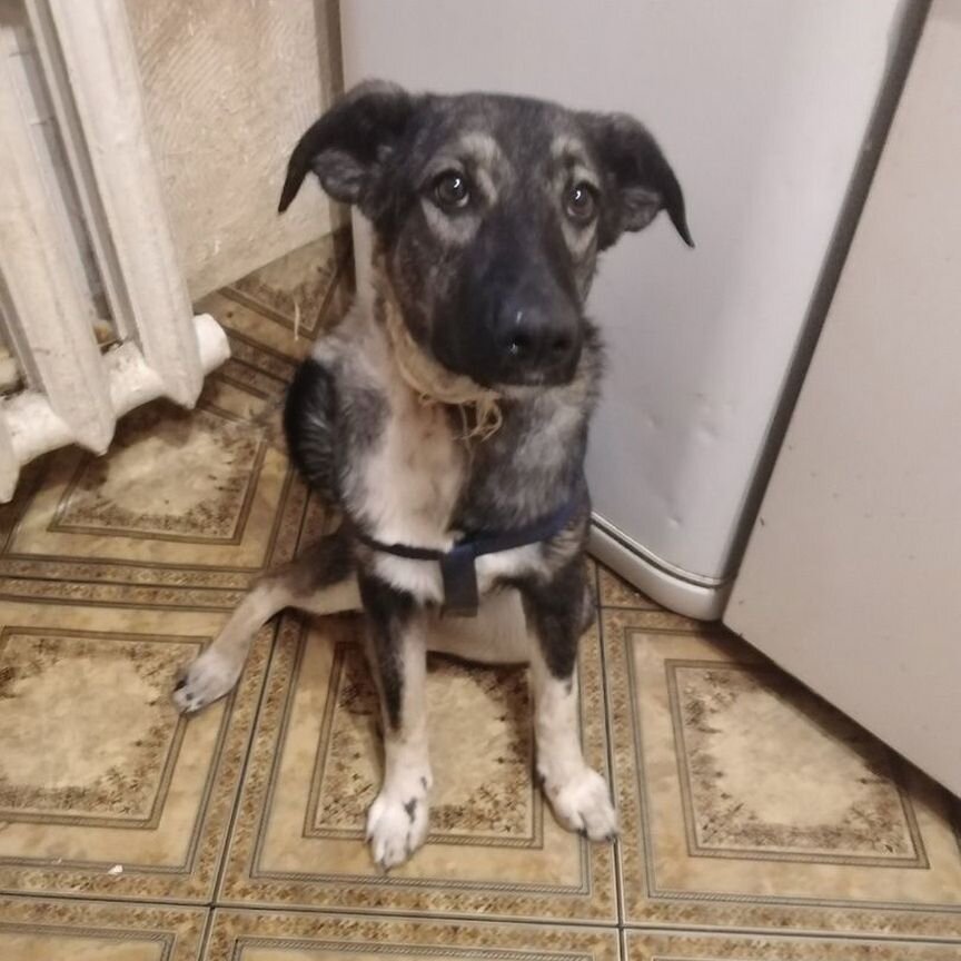 Отдам щенка подростка в добрые руки