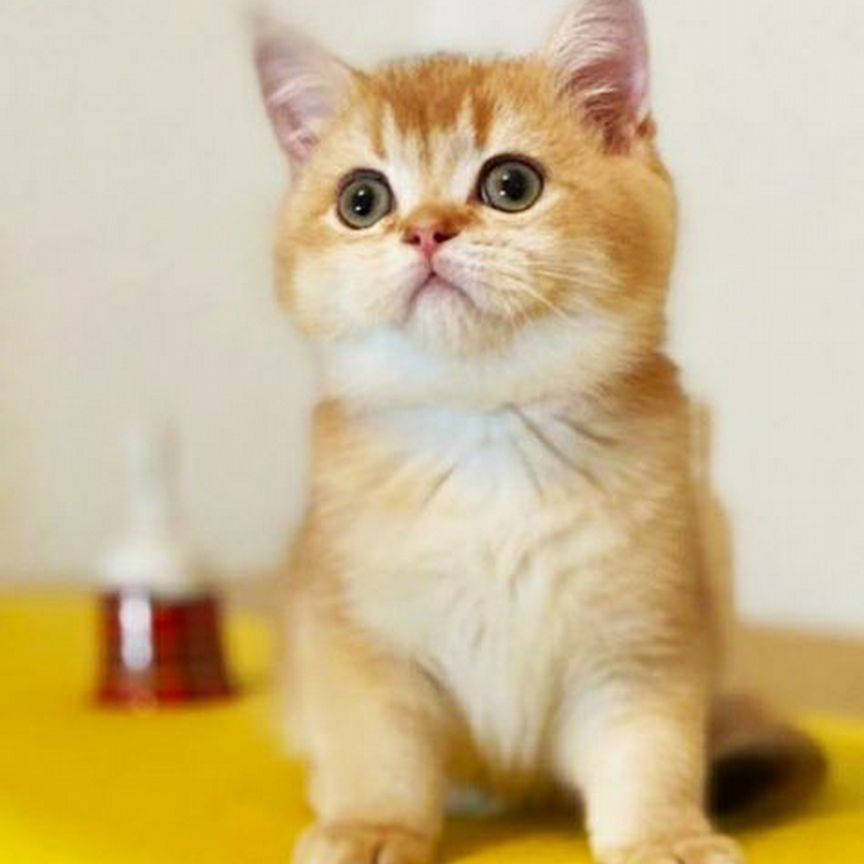 Британские золотые котята