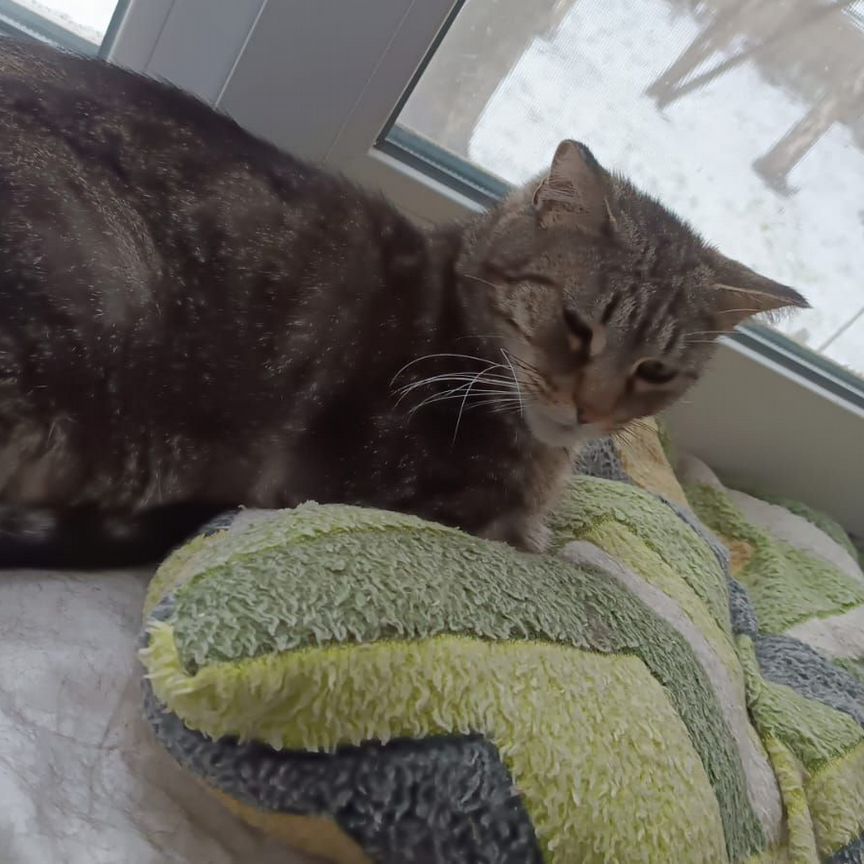 Тося в поисках дома