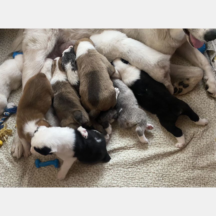 Щенки алабая