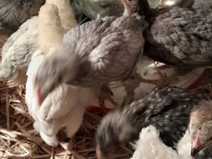 Цыплята суточные и выросшие